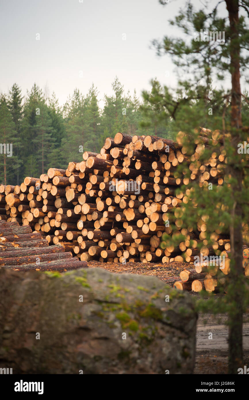 Deforestation cutted trees for construction in the forest Stock Photo ...