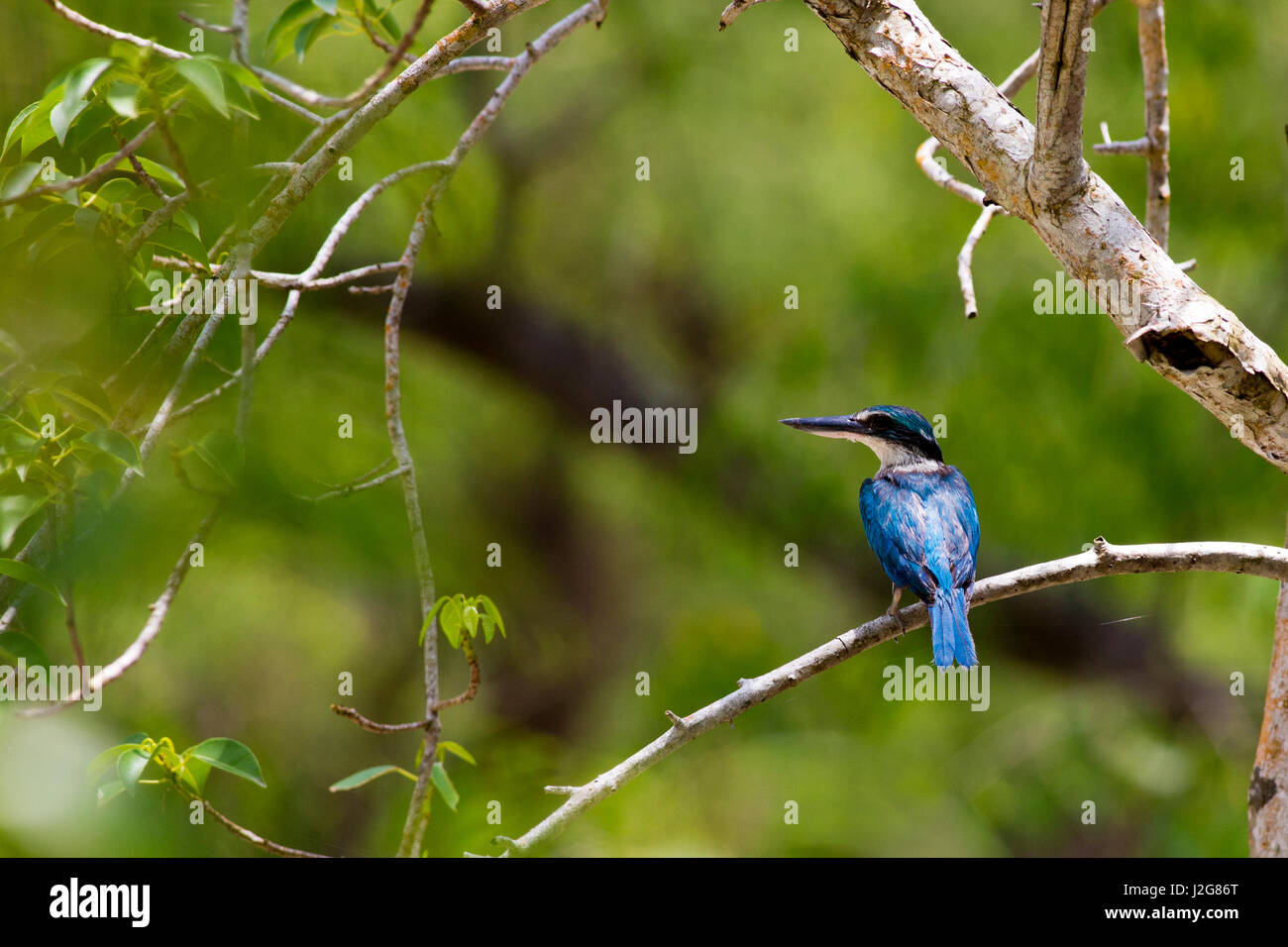 Collared Kingfisher locally called Shadaghar Machranga at the ...