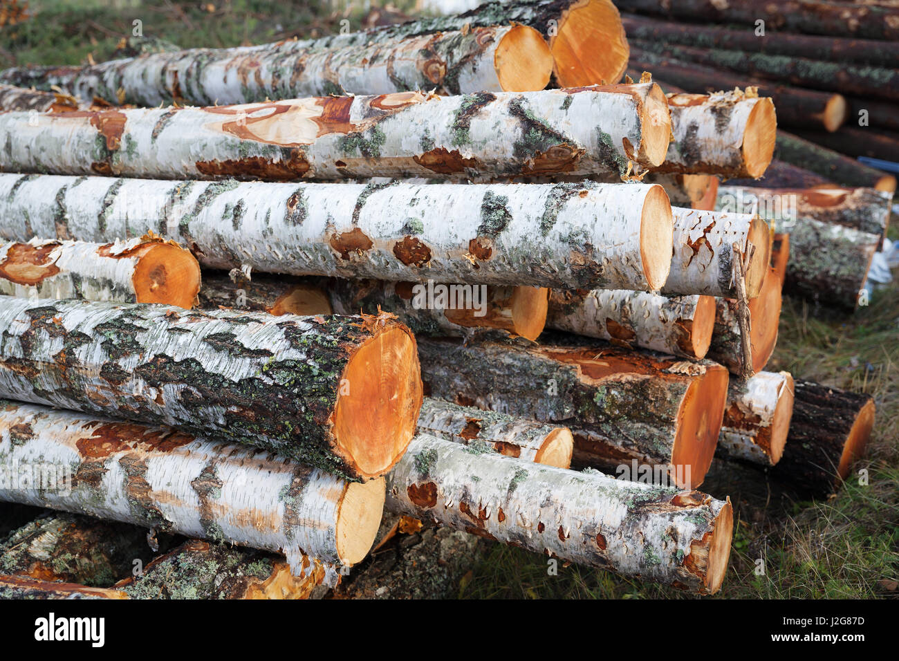 Deforesation trees cutted to build a house Stock Photo - Alamy