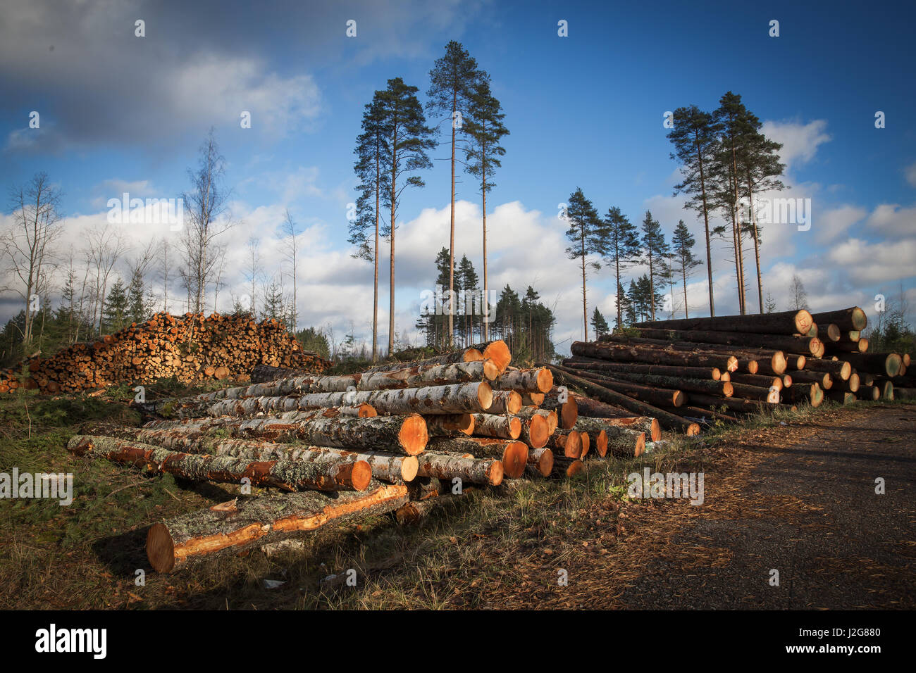 Deforestation cutted trees for construction in the forest Stock Photo ...