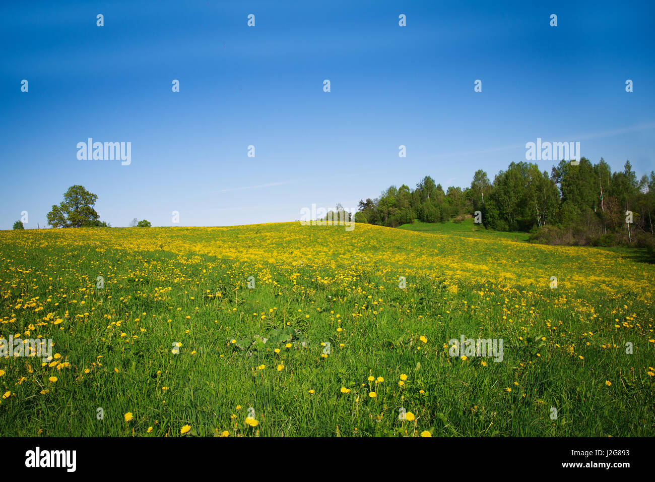 Idylic country scene dandelion field blue sky Stock Photo - Alamy