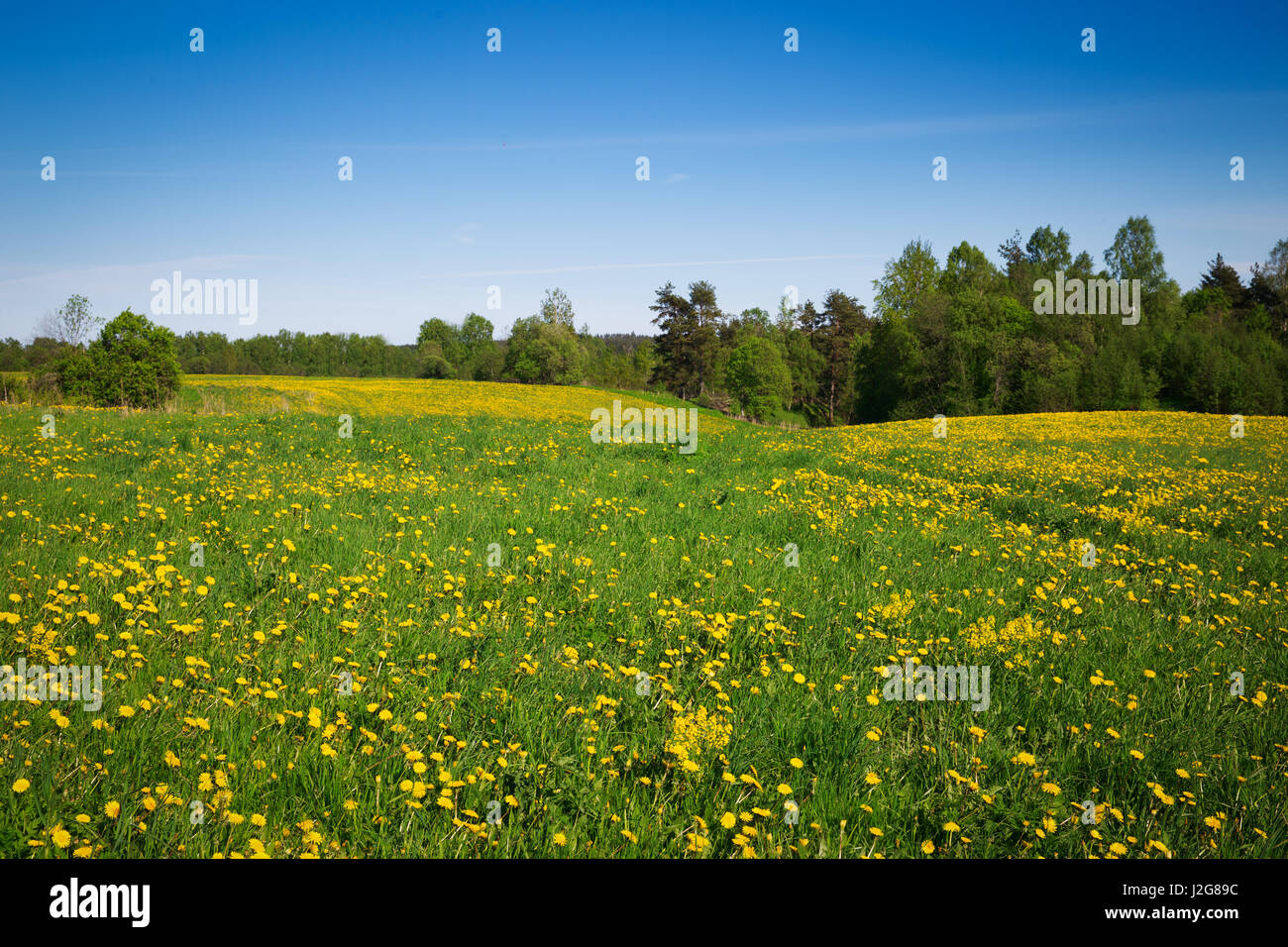 Idylic country scene dandelion field blue sky Stock Photo - Alamy