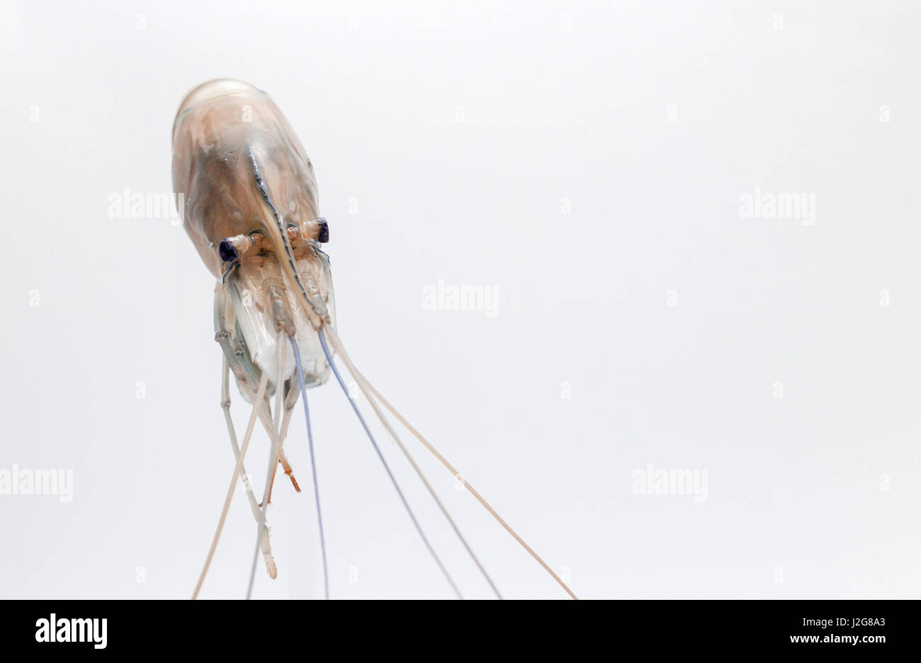 close up shrimp face like alien on white background Stock Photo - Alamy
