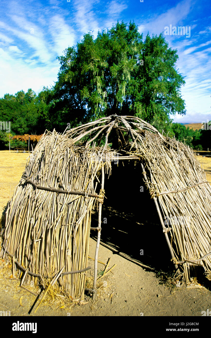 Traditional Pomo Indian dome shaped dwelling made of Tule reeds. Point ...