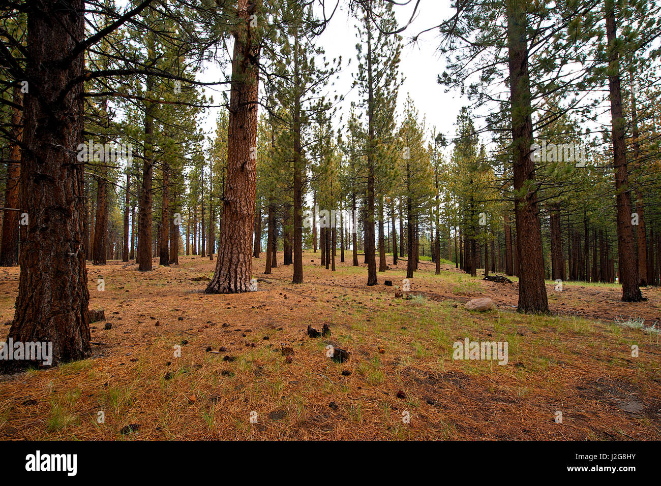 Mammoth scenic loop hi-res stock photography and images - Alamy