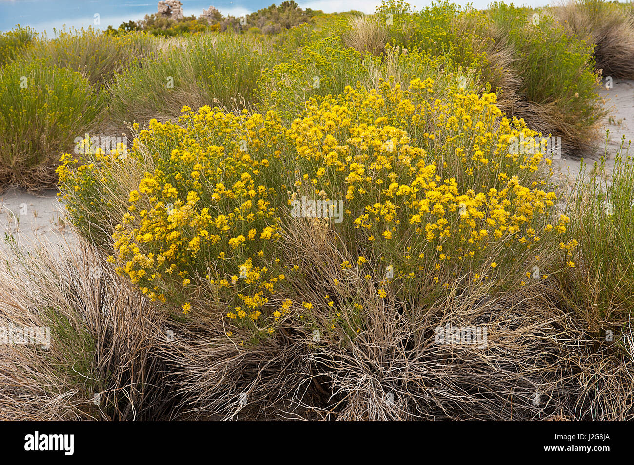 Mono yellow rabbit hi-res stock photography and images - Alamy
