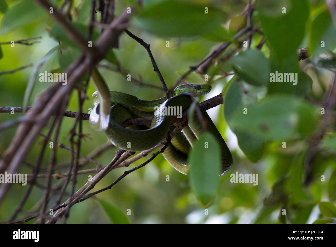 Green Cat Snake also known as Sobuj Fono Monosha Shap at the Sundarbans ...