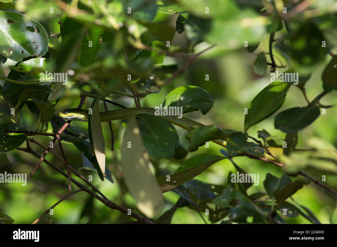 Green Cat Snake also known as Sobuj Fono Monosha Shap at the Sundarbans ...
