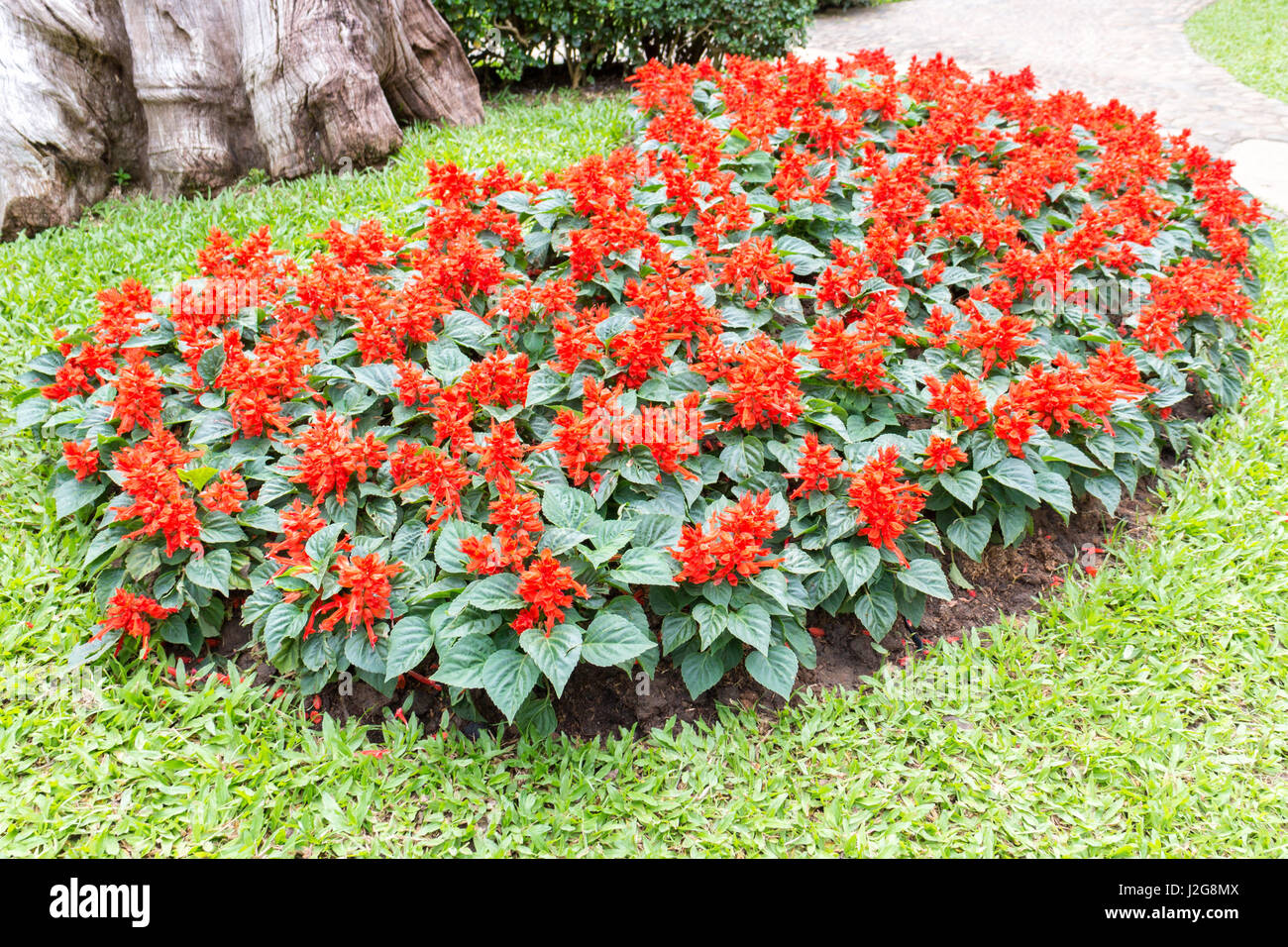 Scarlet sage salvia splendens hi-res stock photography and images - Alamy