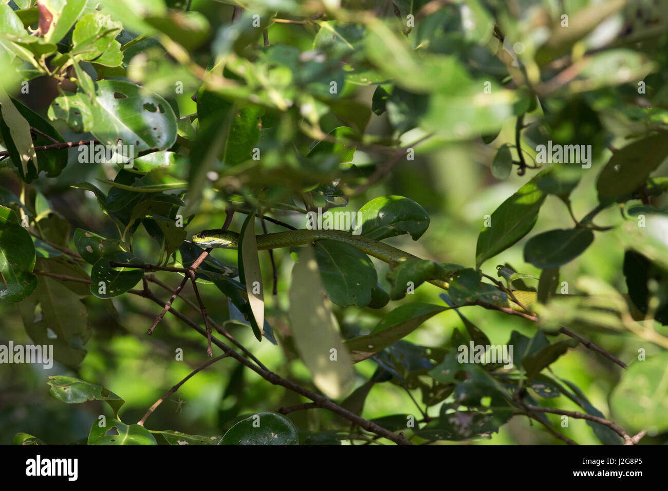 Green Cat Snake also known as Sobuj Fono Monosha Shap at the Sundarbans ...