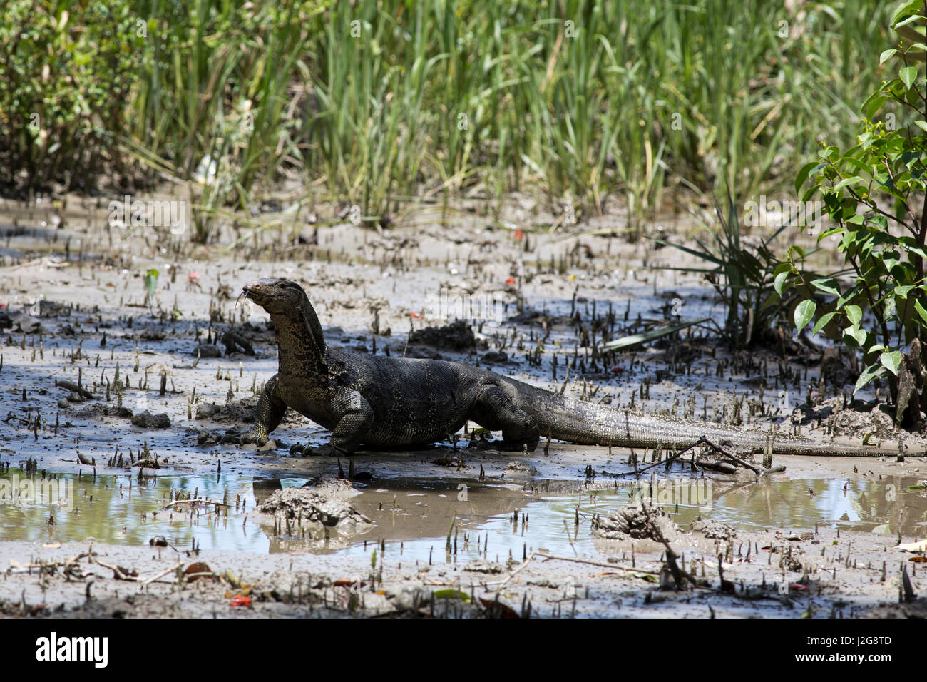 A Water Monitor at the Koromjol area of the Sundarbans, a UNESCO World ...