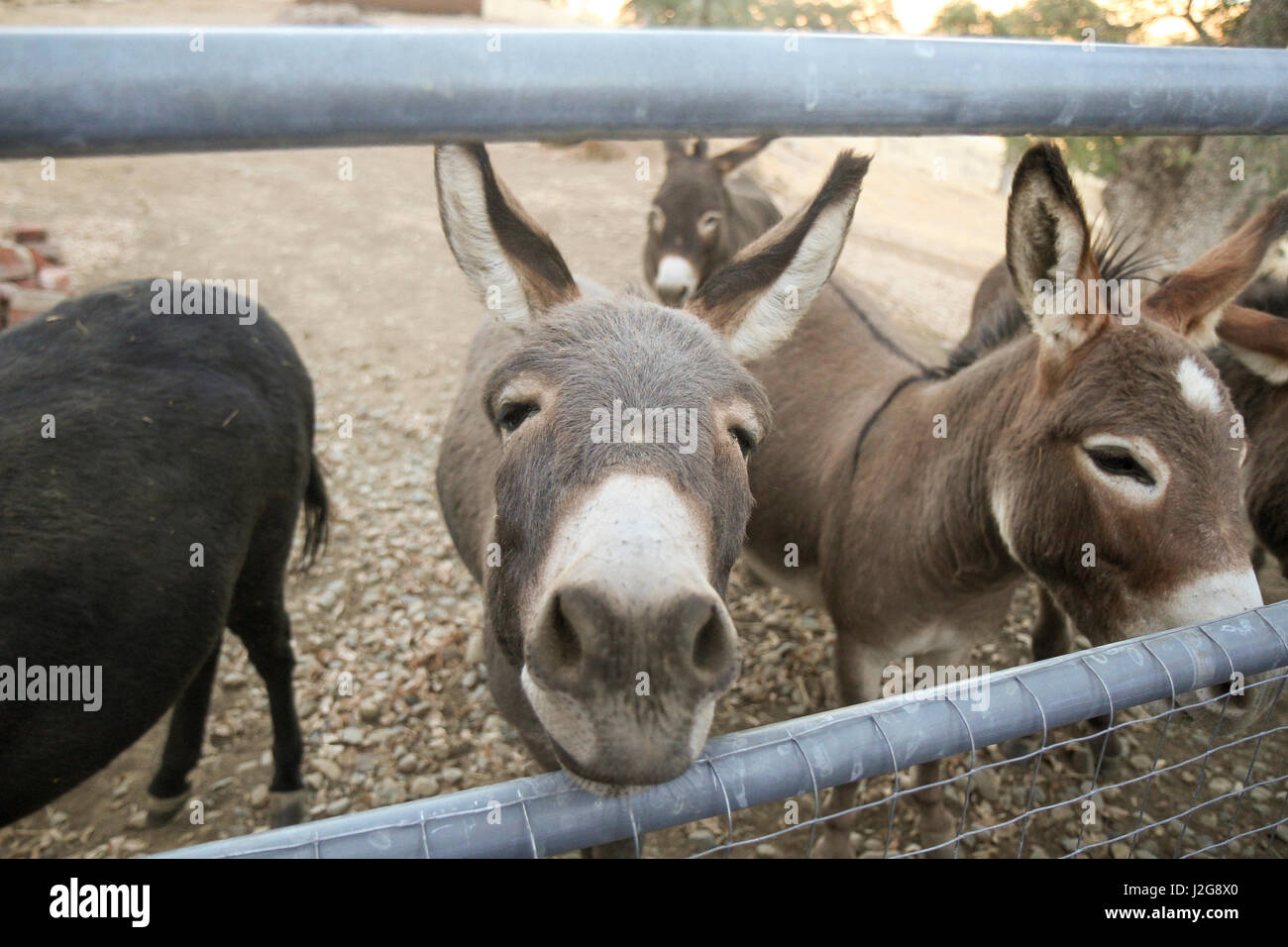 Miniature donkeys hi-res stock photography and images - Alamy