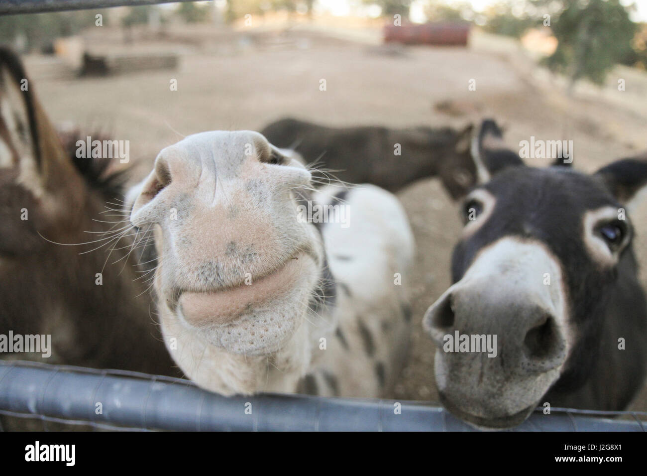 Miniature donkeys on a ranch in Northern California, USA Stock Photo ...