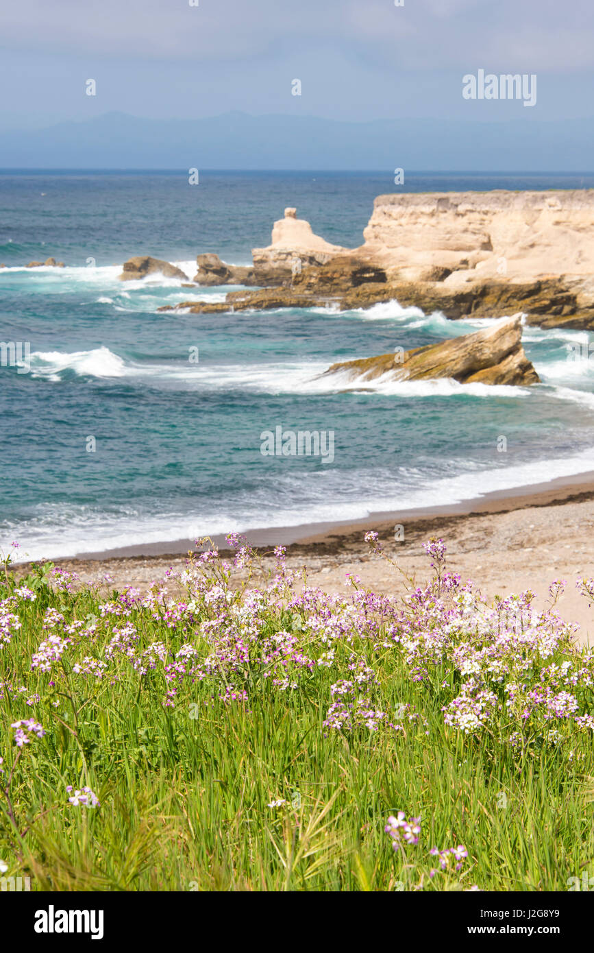 Point Buchon Trail wildflowers and sea stacks Coon Creek Beach Stock ...