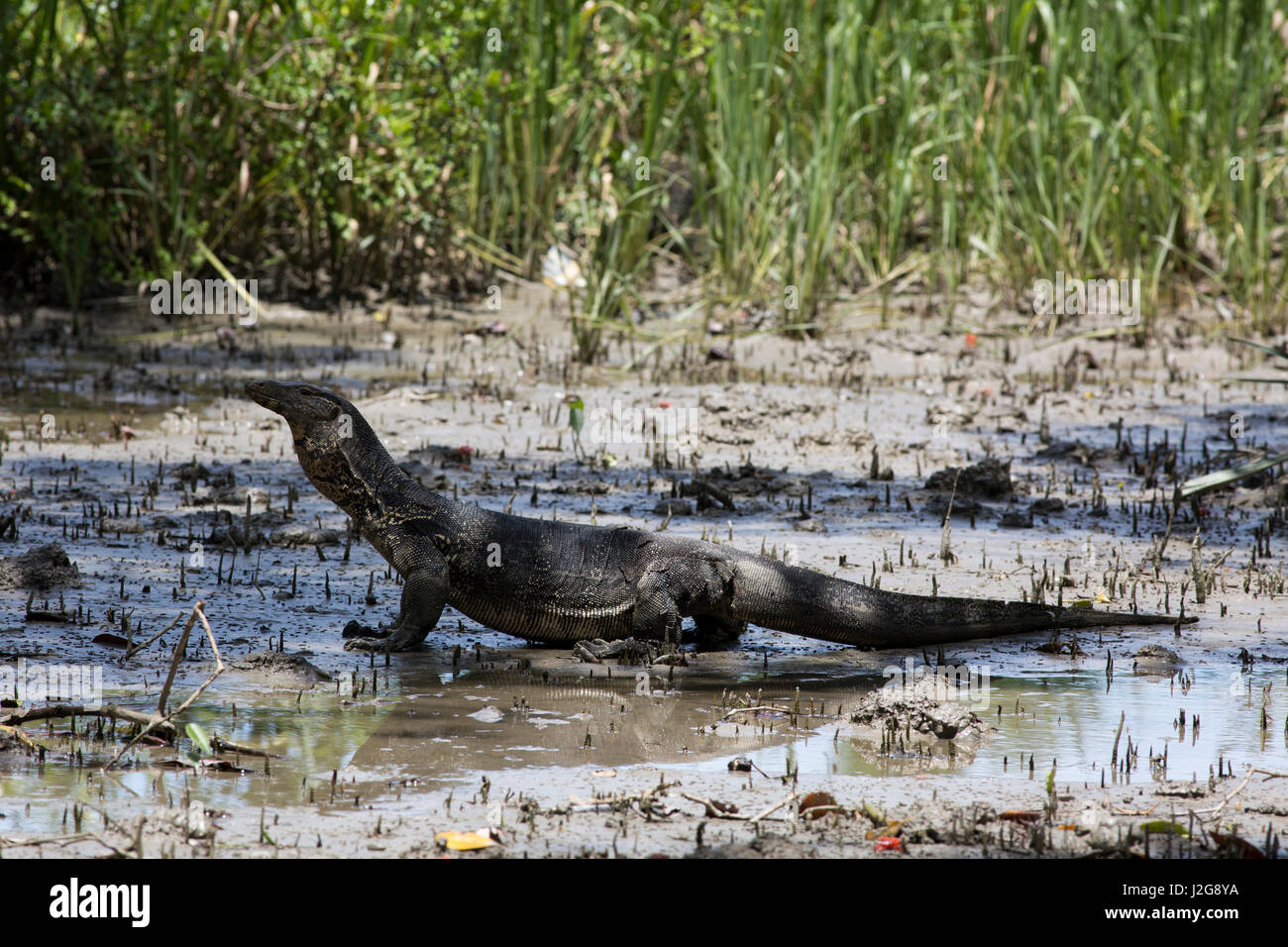 A Water Monitor at the Koromjol area of the Sundarbans, a UNESCO World ...
