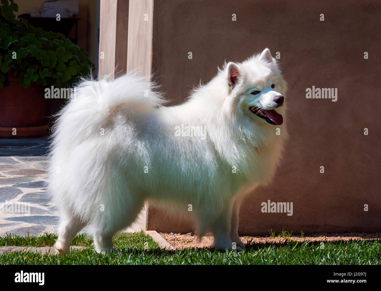 American Spitz
