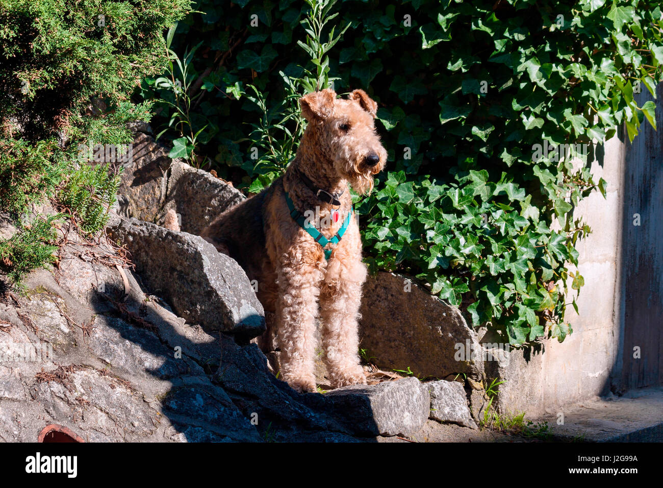 Airedale sitting on stone steps (MR Stock Photo - Alamy