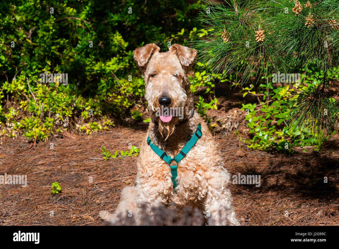 Airedale sitting in the woods (MR Stock Photo - Alamy