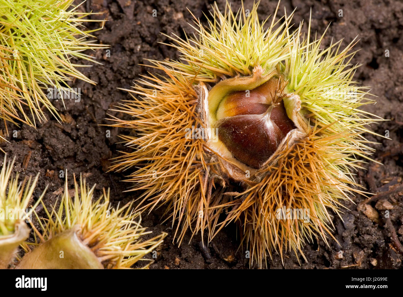 Chestnut in detail Stock Photo - Alamy