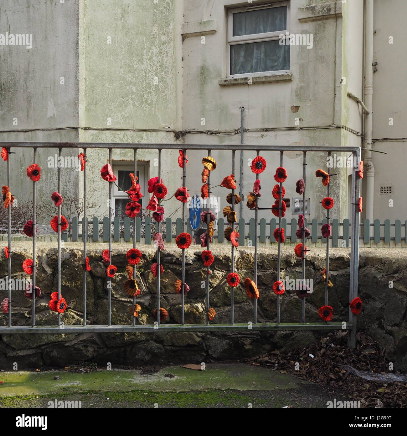 Remembrance Day Poppies Stock Photo - Alamy