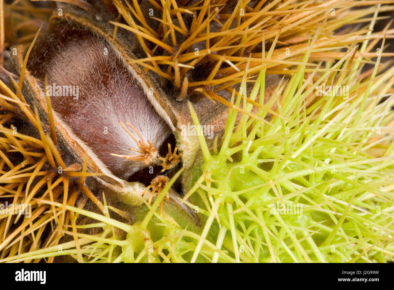 Chestnut in detail Stock Photo - Alamy