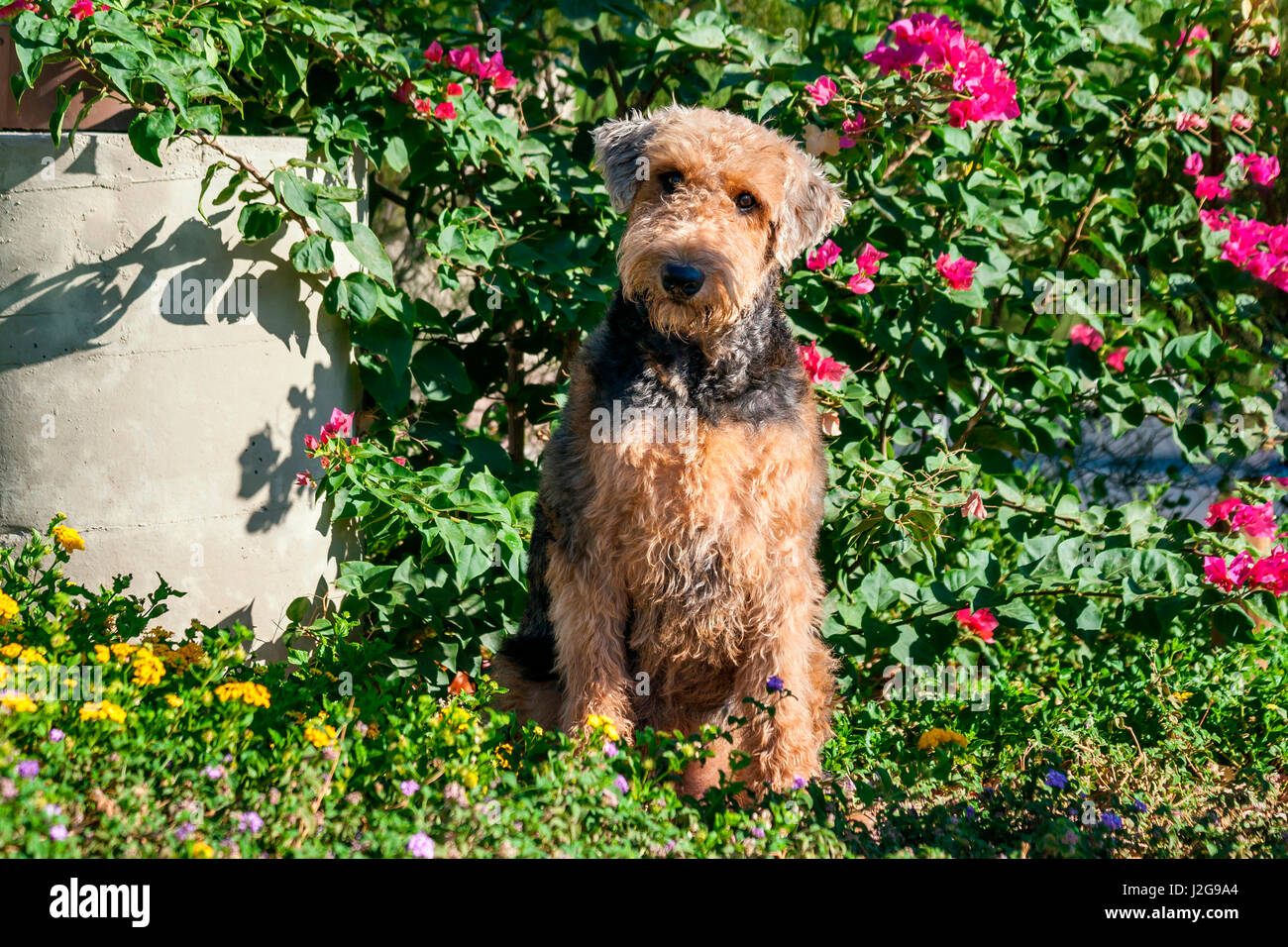 Airedale sitting in flowers Stock Photo - Alamy