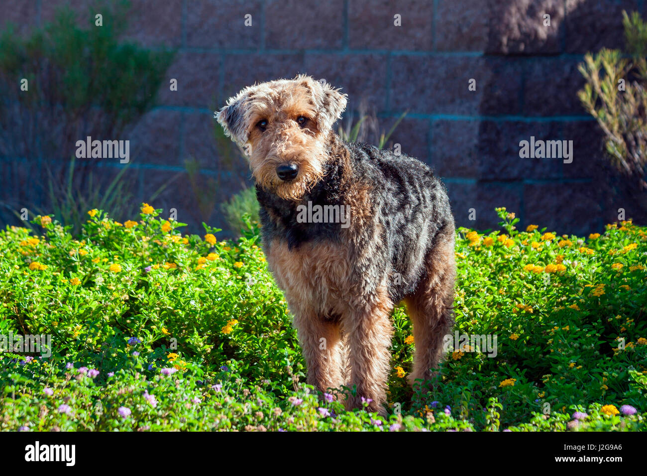Airedales High Resolution Stock Photography and Images - Alamy