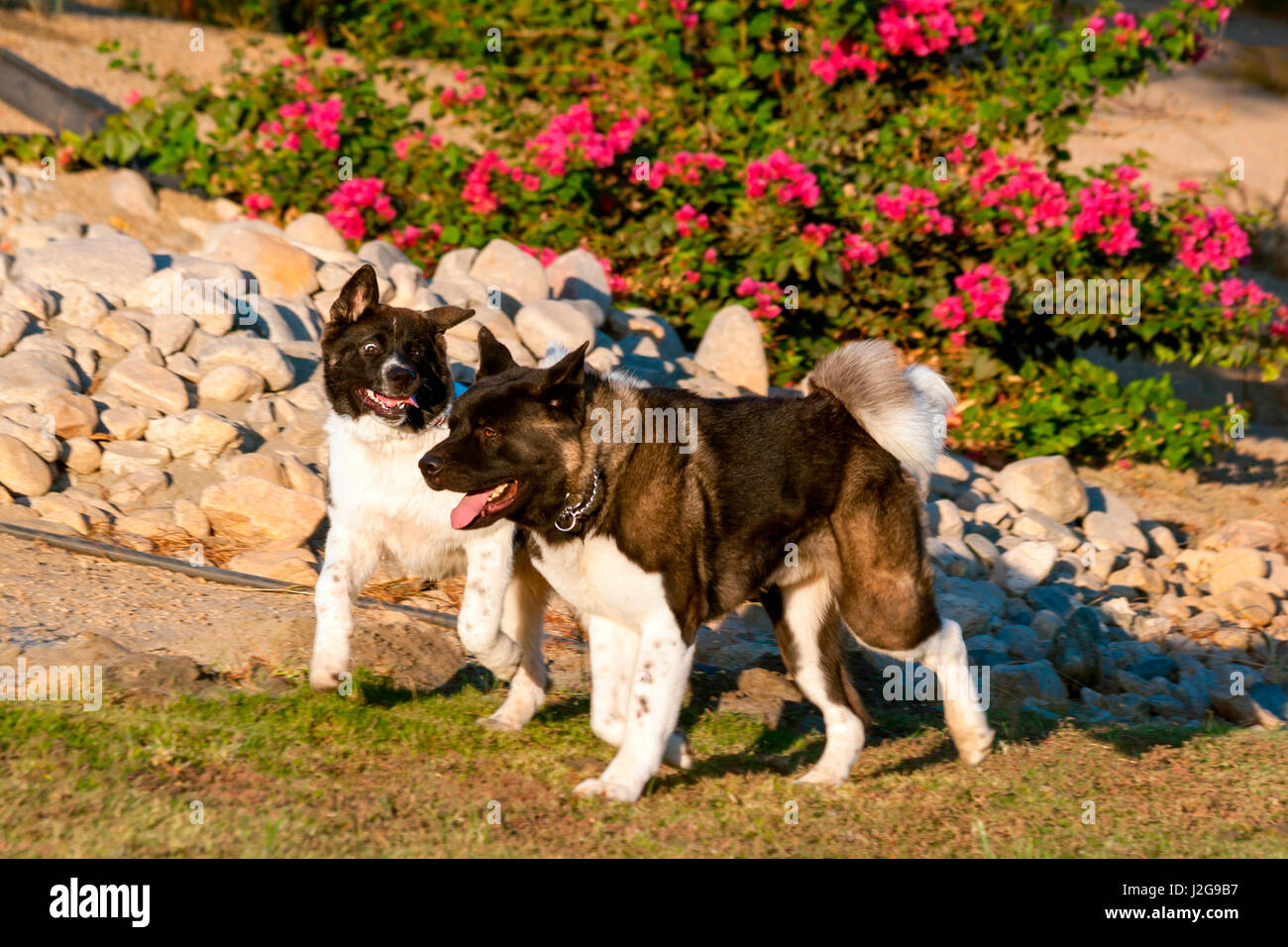 Spitz indio hi-res stock photography and images - Alamy
