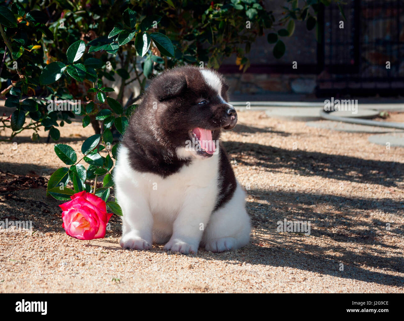 Akita sitting next to a rose (MR & PR Stock Photo - Alamy