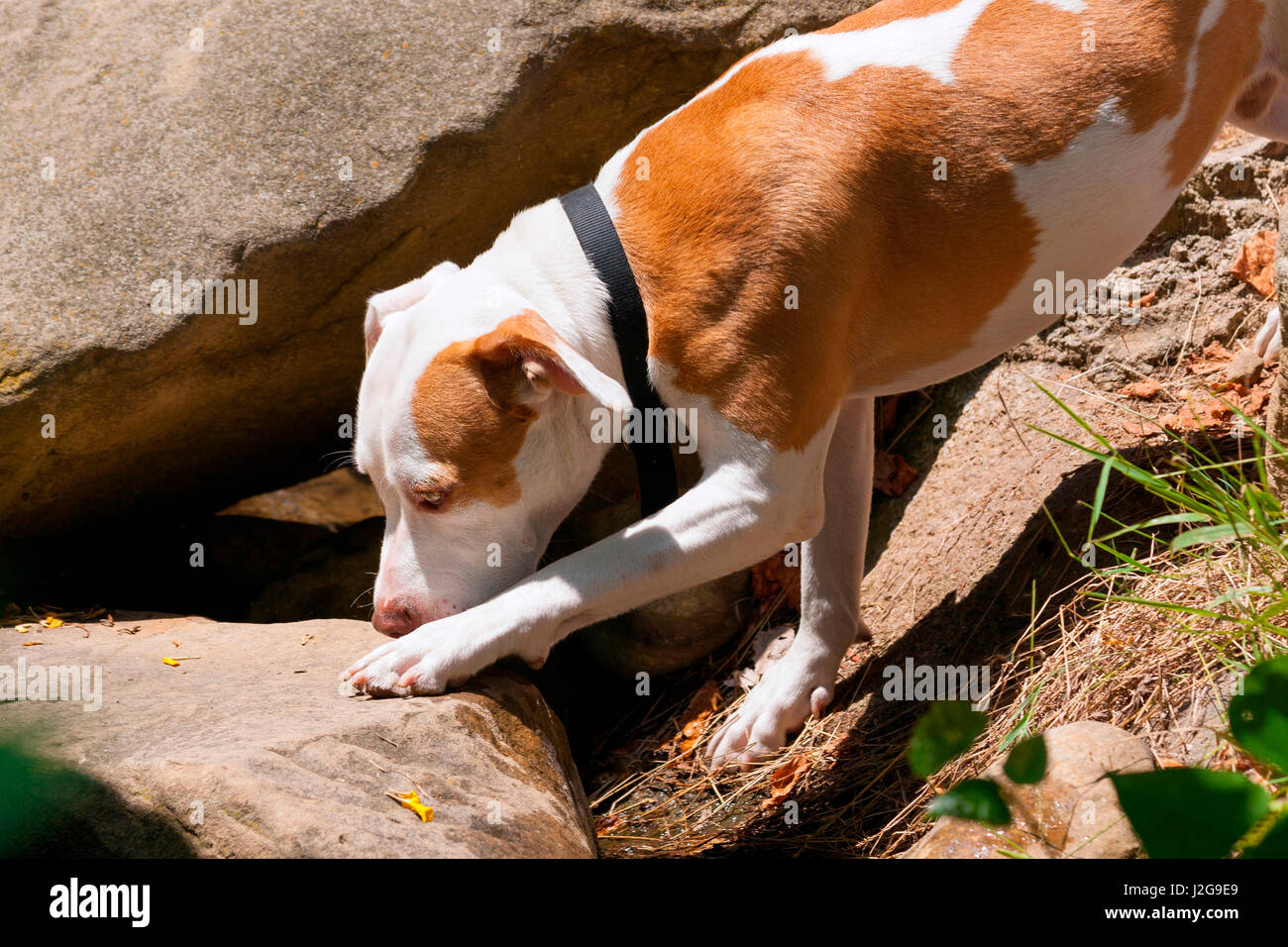 American Pit Bull sniffing a rock Stock Photo - Alamy