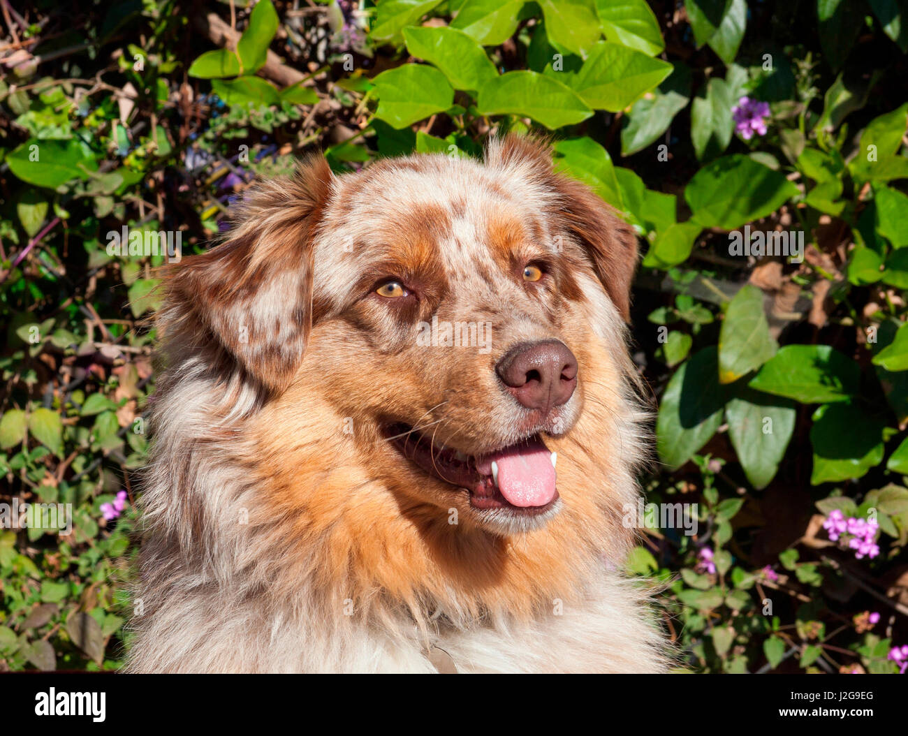 Mr shepherd hi-res stock photography and images - Alamy