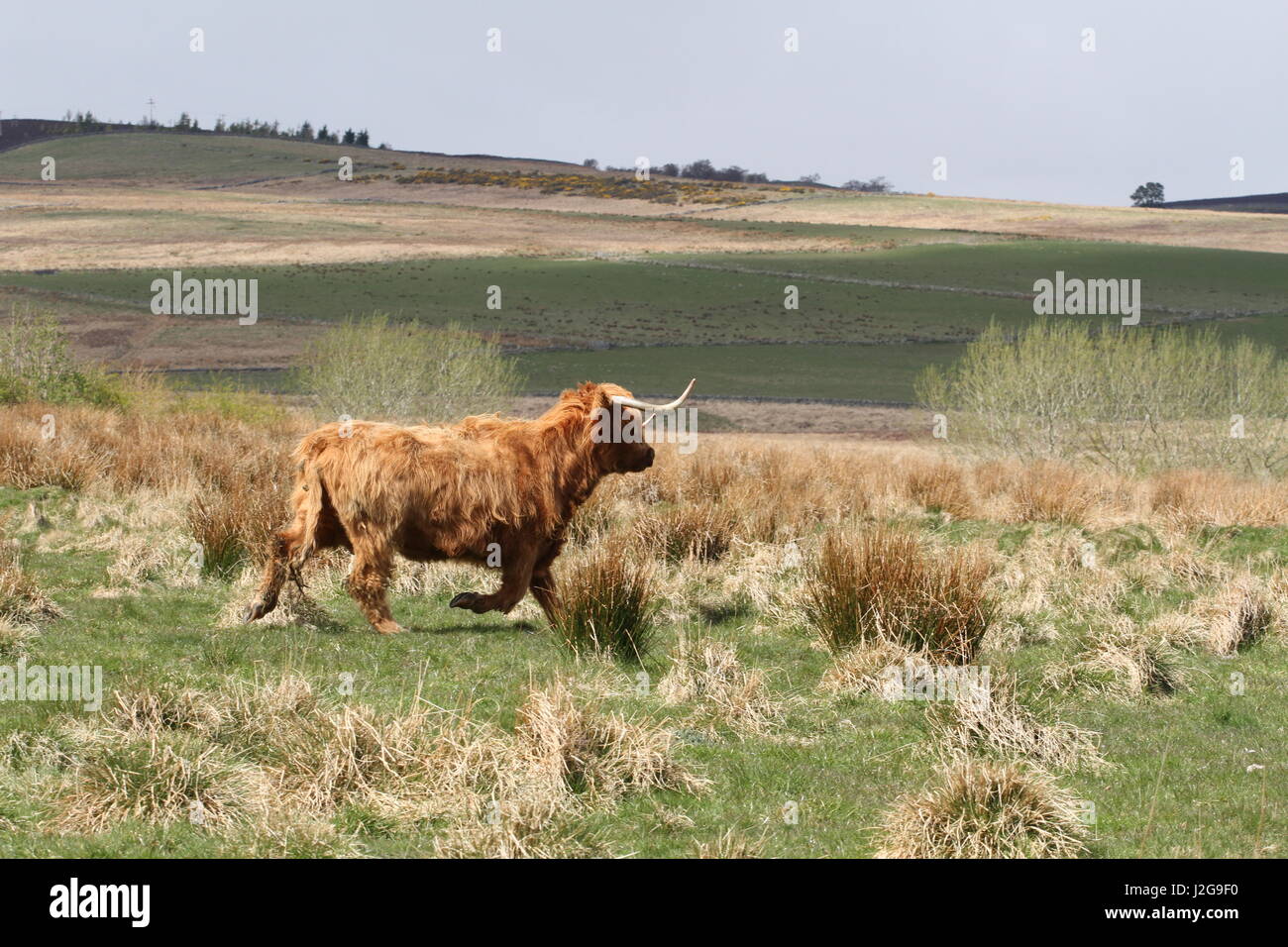 Highland cow running in field Scotland April 2017 Stock Photo - Alamy