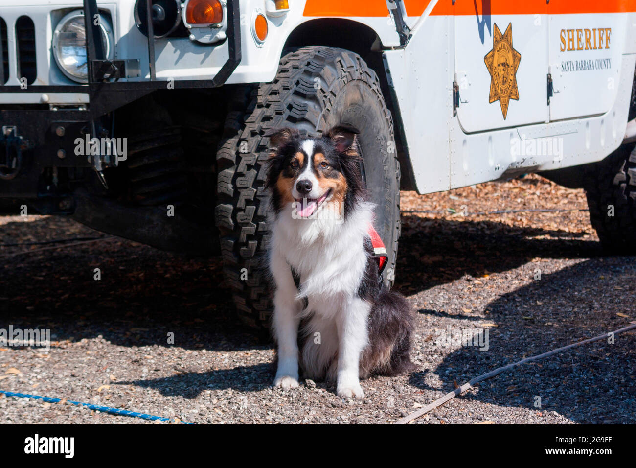 Australian Shepherd search and rescue dog (MR Stock Photo - Alamy