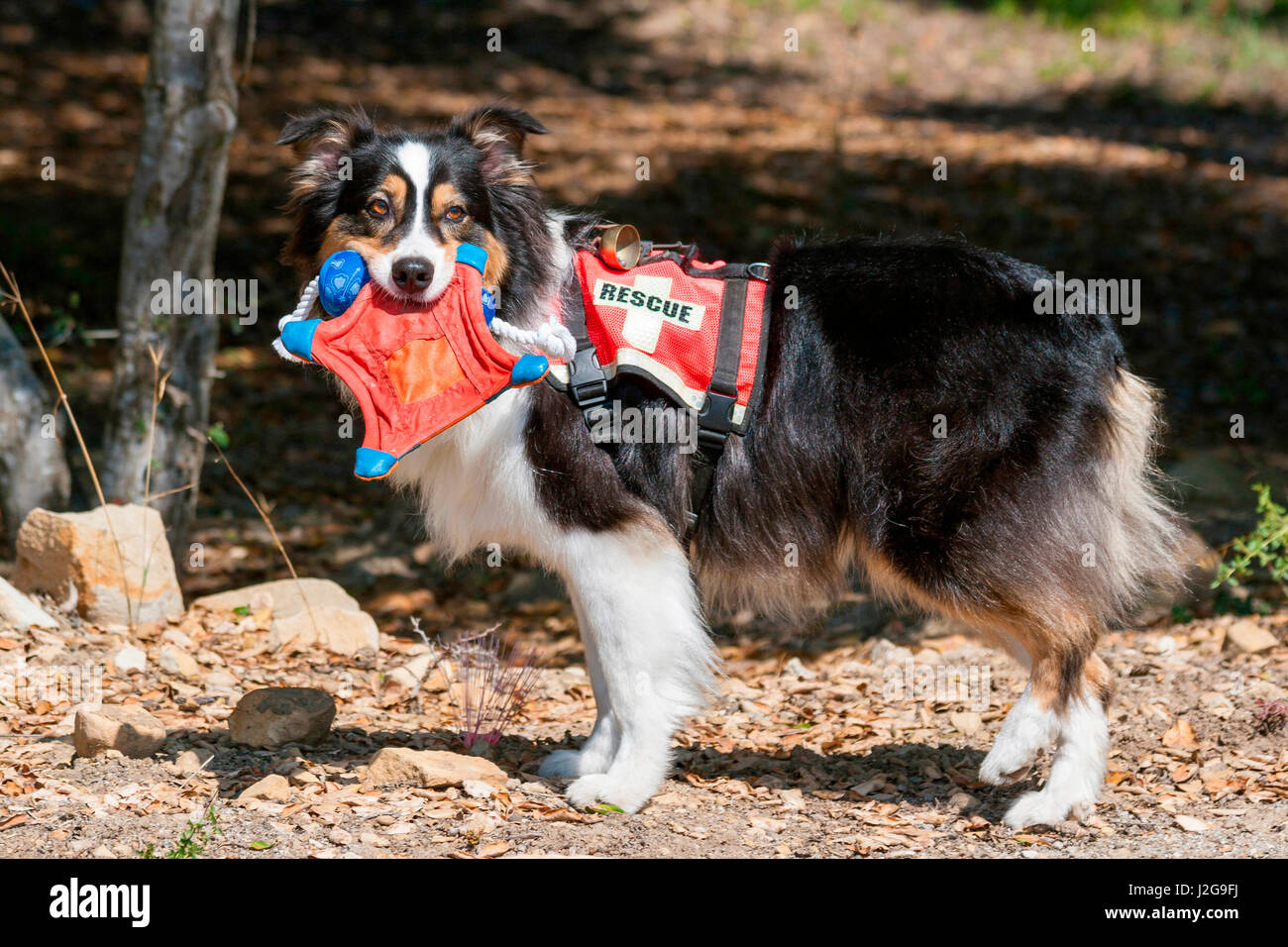 Australian Shepherd search and rescue dog (MR Stock Photo - Alamy