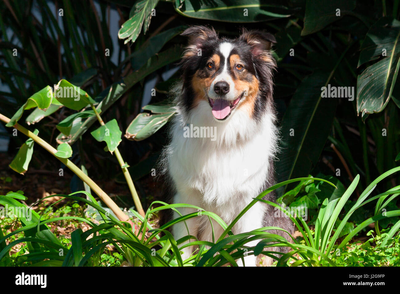 Mr shepherd hi-res stock photography and images - Alamy