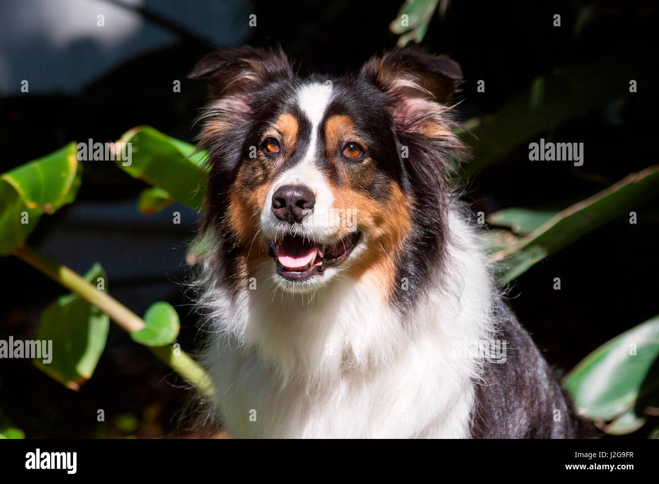 Mr shepherd hi-res stock photography and images - Alamy