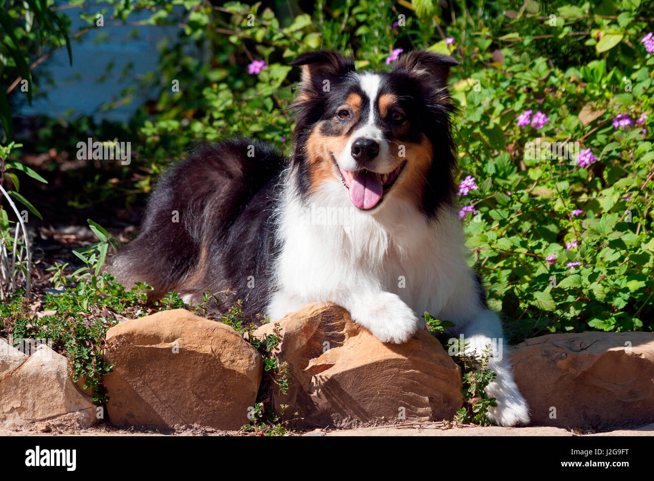 Mr shepherd hi-res stock photography and images - Alamy
