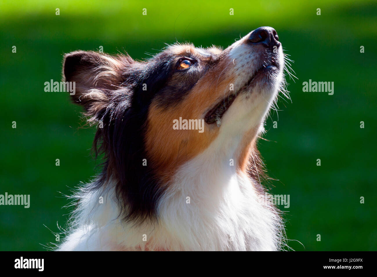Australian Shepherd looking up (MR Stock Photo - Alamy