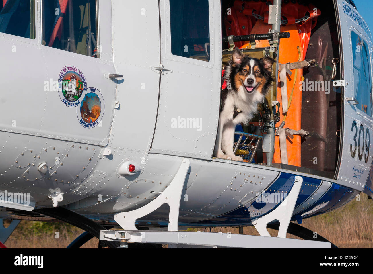 Australian Shepherd search and rescue dog (MR Stock Photo - Alamy