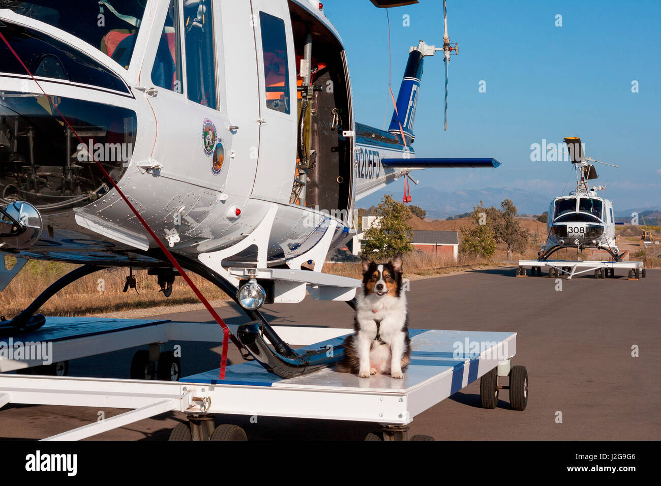 Australian Shepherd search and rescue dog (MR Stock Photo - Alamy