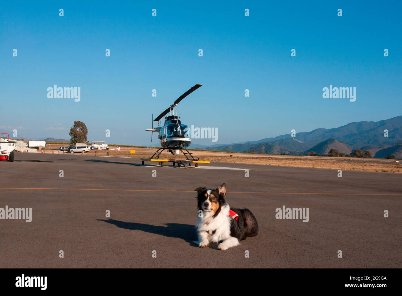 Australian Shepherd search and rescue dog (MR Stock Photo - Alamy