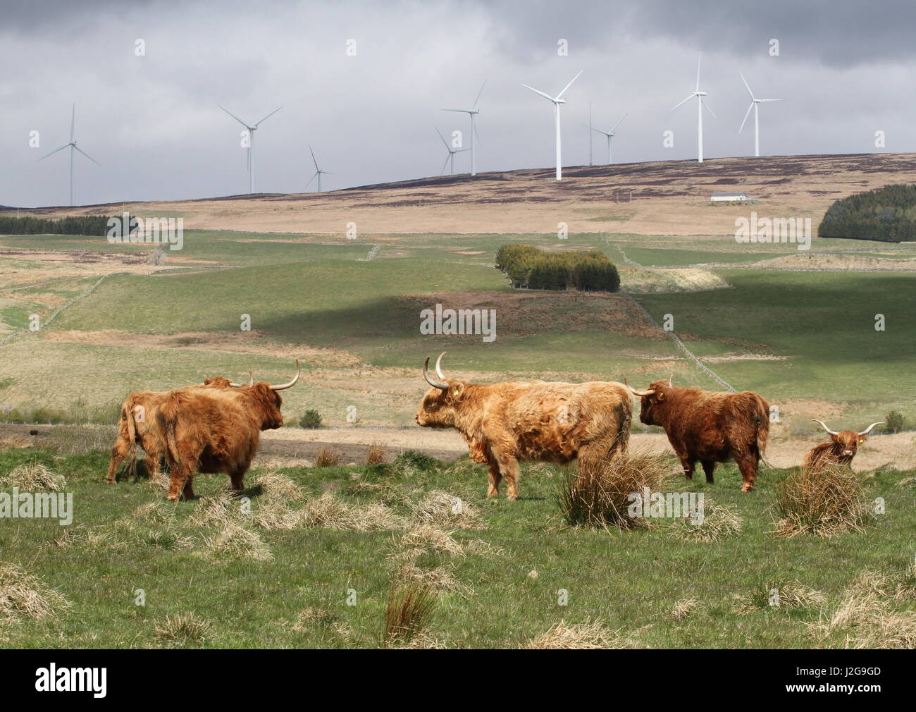 Highland cattle and Drumderg wind farm Scotland April 2017 Stock Photo ...