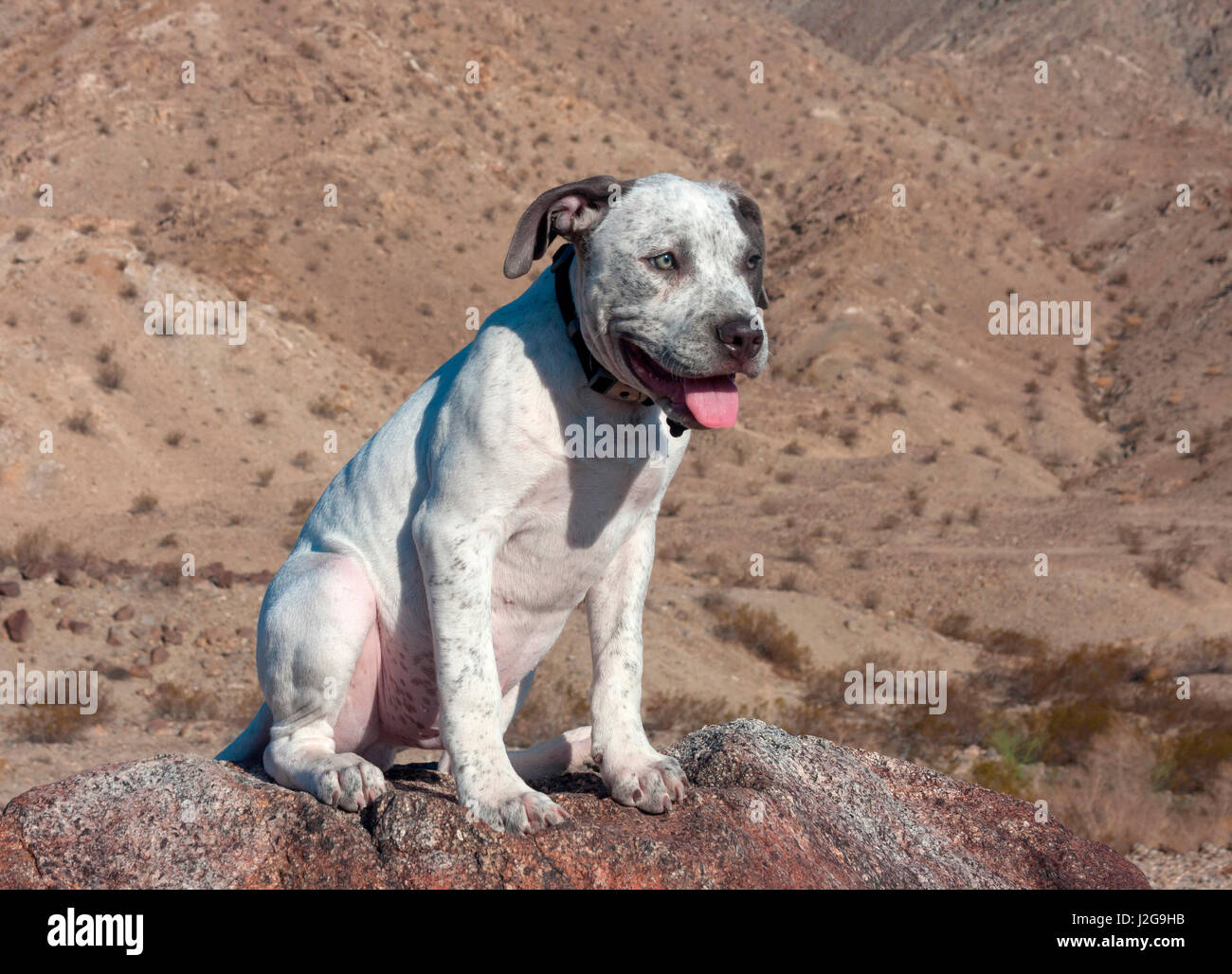 American Staffordshire Terrier puppy sitting on a boulder in the desert ...