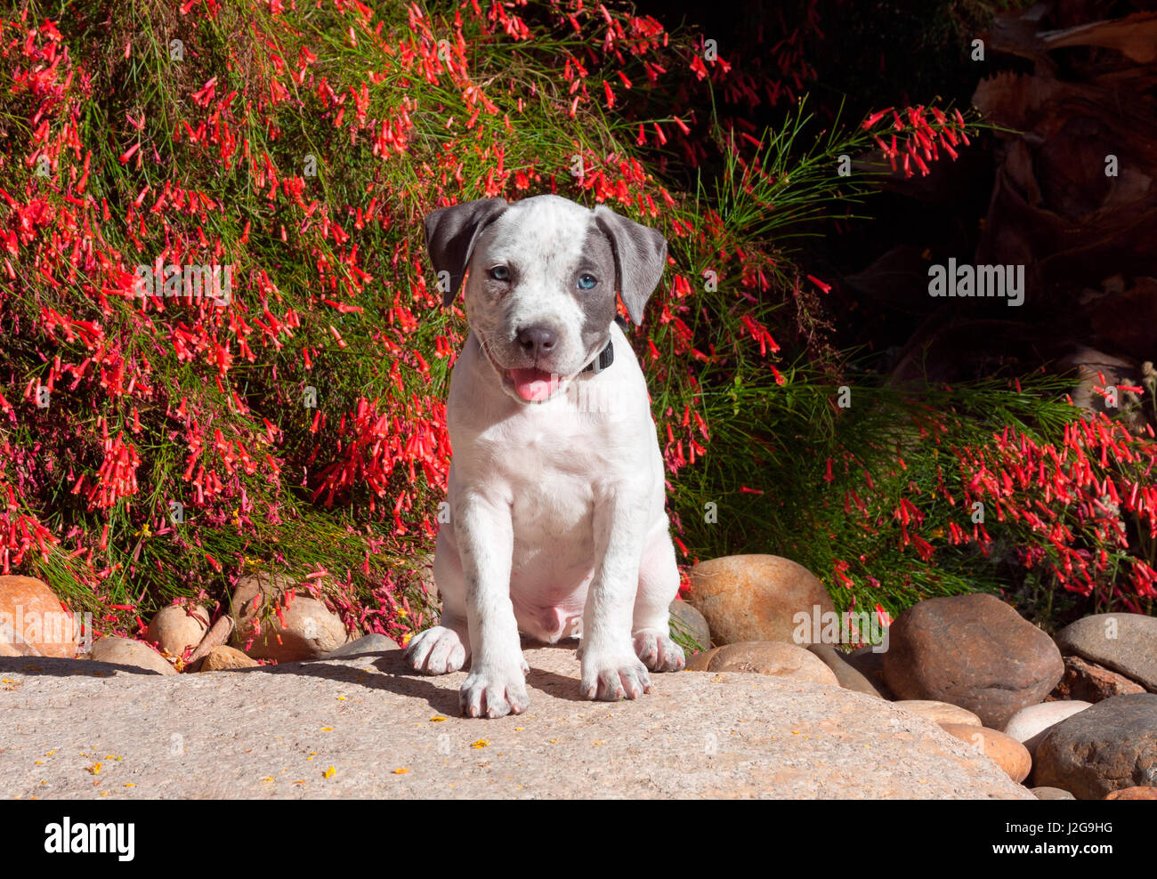 American Staffordshire Terrier puppy sitting on a boulder with red ...