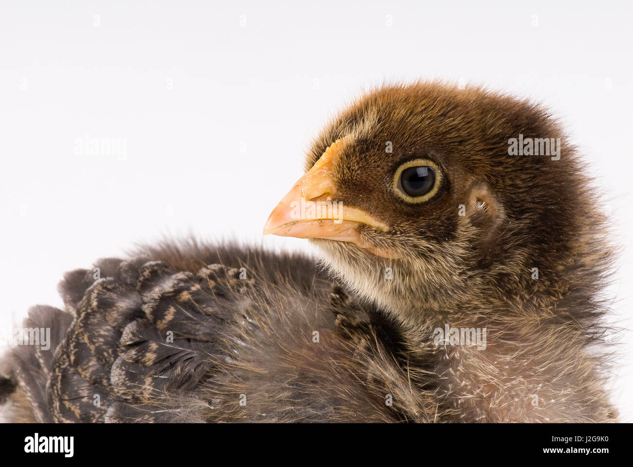 Portrait of brown chicken chick Stock Photo - Alamy