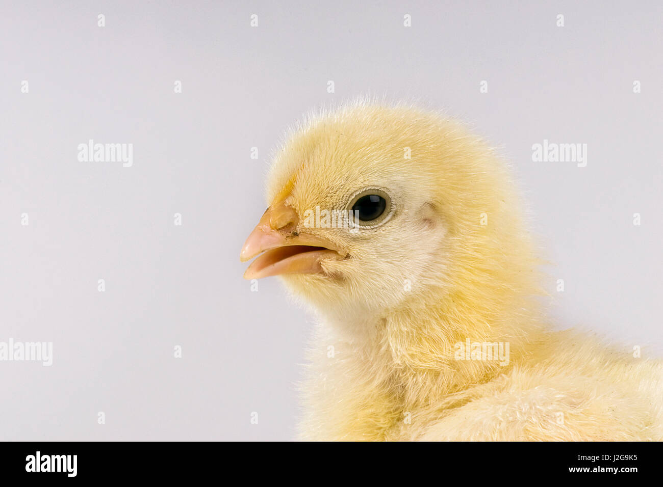 Portrait of yellow chicken chick Stock Photo - Alamy