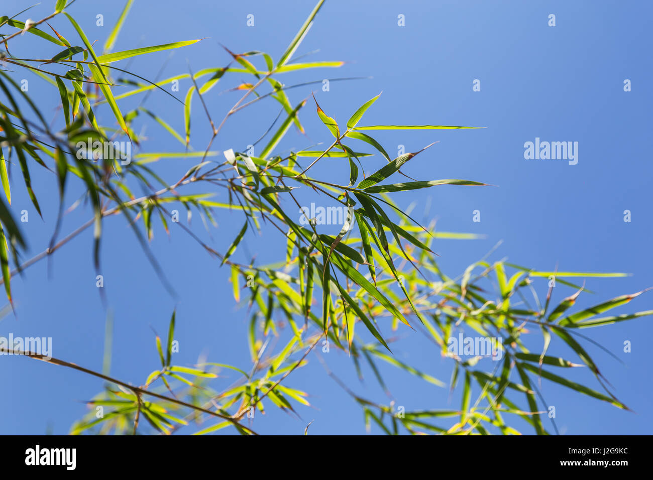 Bamboo tree in front os blue sky background Stock Photo - Alamy