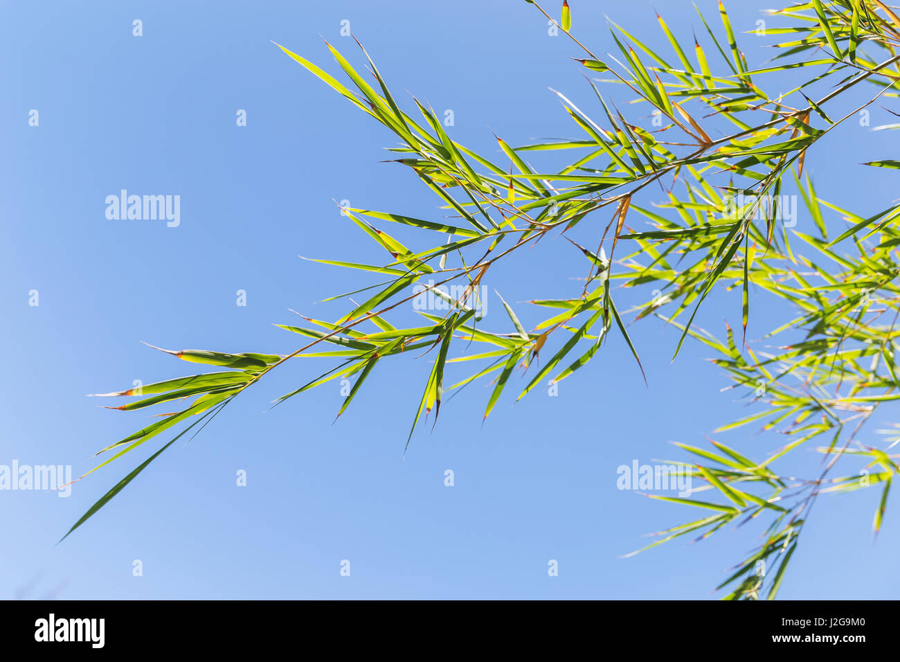 Bamboo tree in front os blue sky background Stock Photo - Alamy