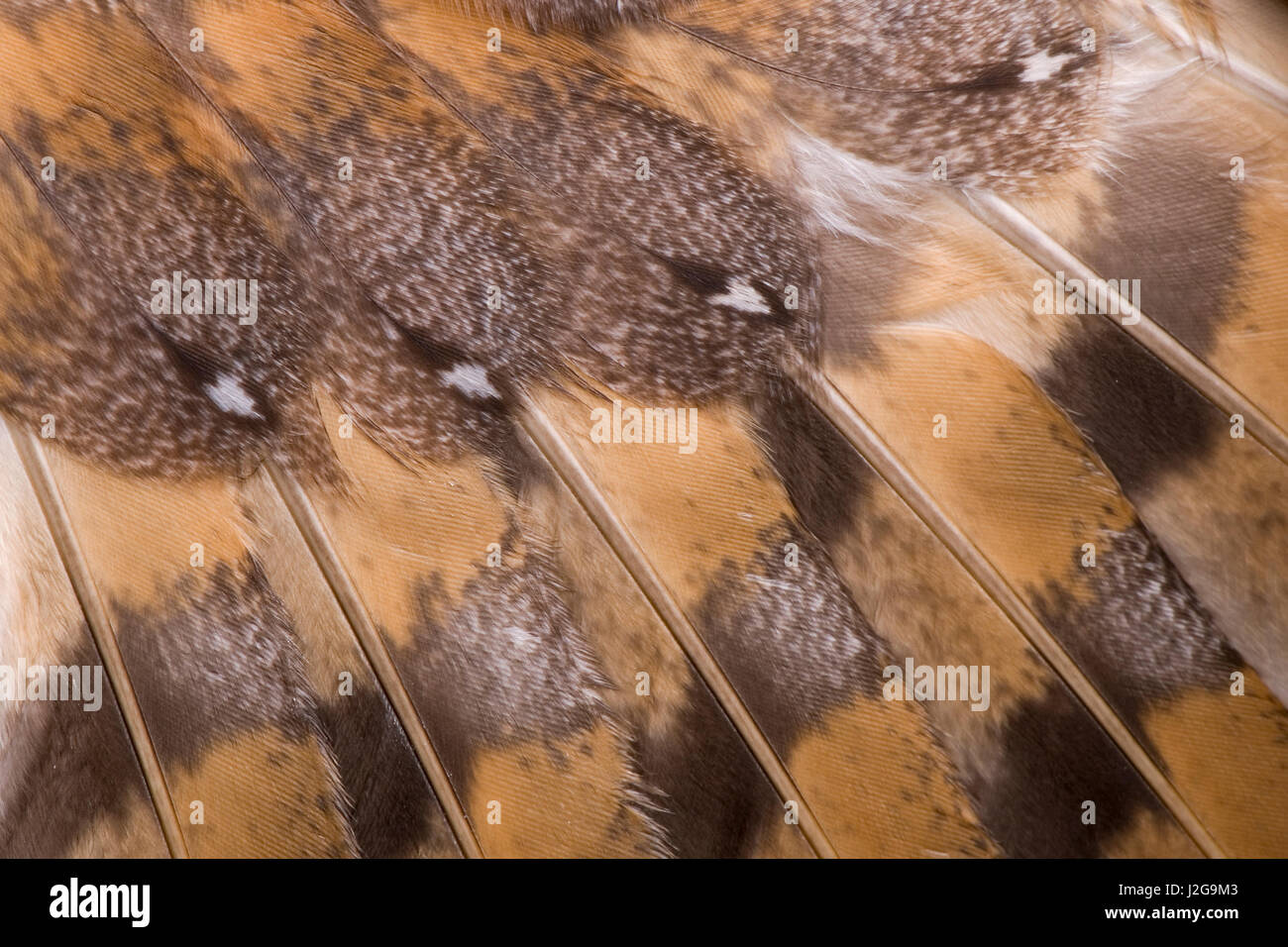 Plumage of barn owl Stock Photo - Alamy