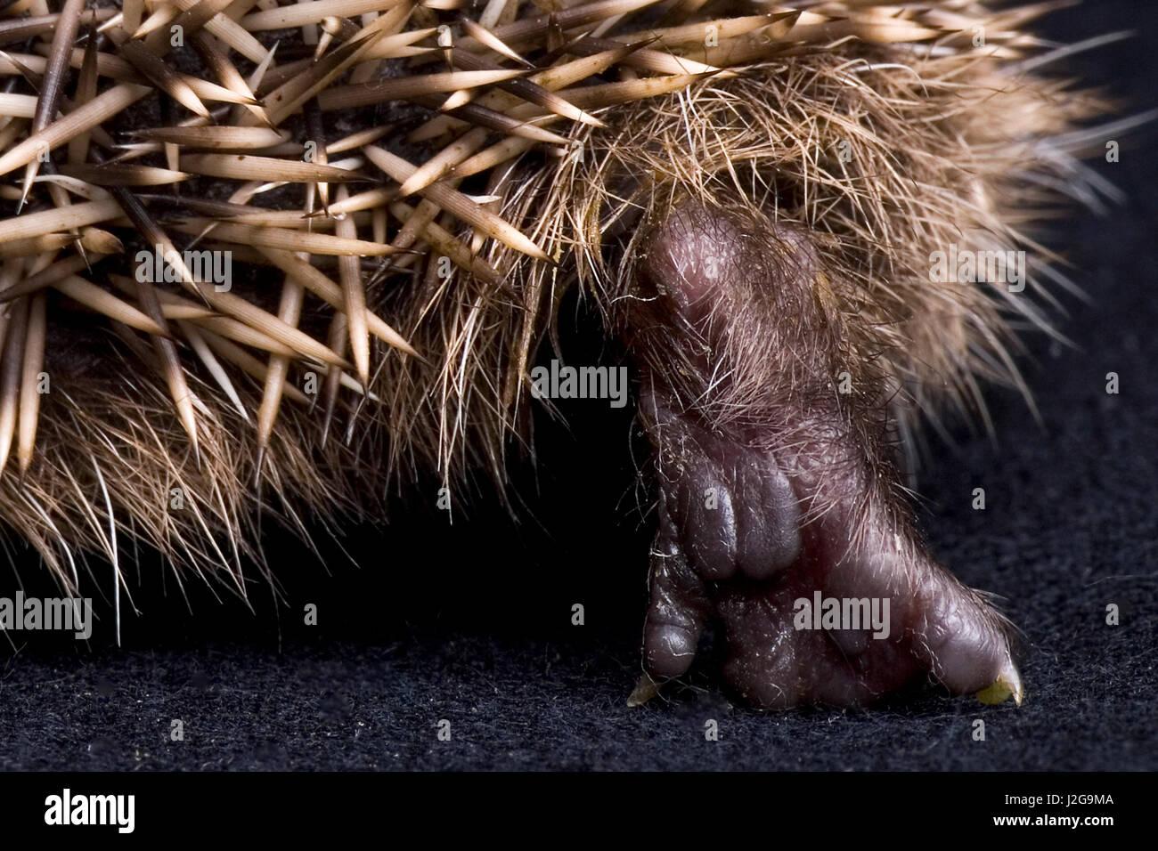 Foot paw of European hedgehog Stock Photo - Alamy